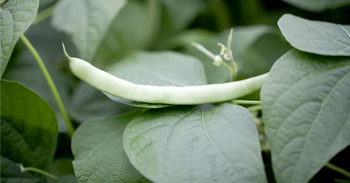 Buschbohne Nassau, Samenportionen PGR H - Manufaktur für Grünes ...