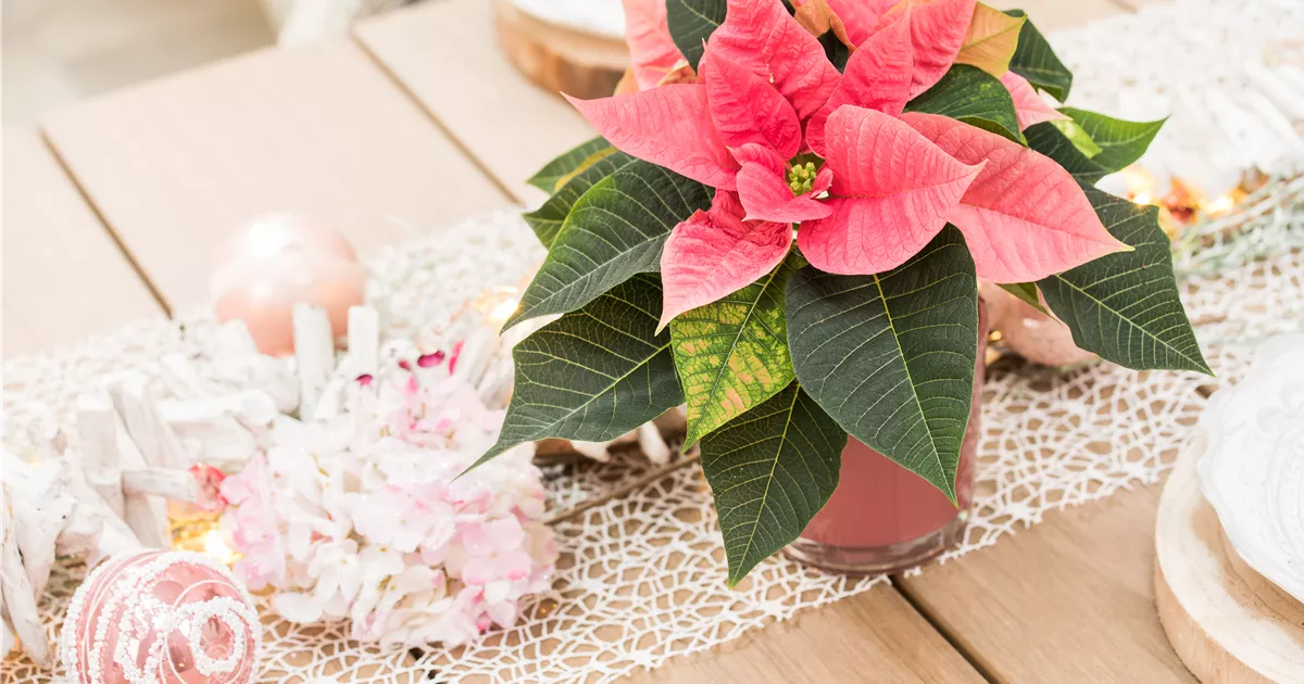 Euphorbia pulcherrima, rosa, Mini, Mini-Weihnachtsstern - Manufaktur ...