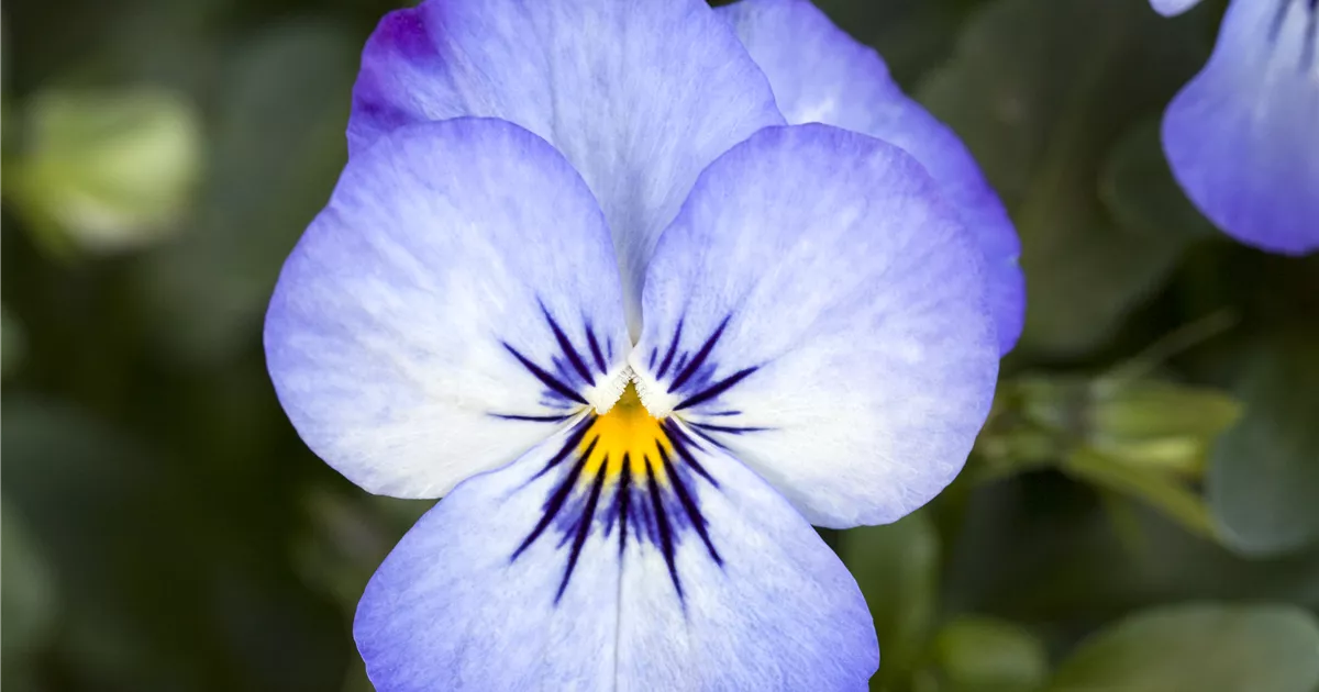 Viola cornuta 'Twix® Blue Ice', Horn-Veilchen - Manufaktur für Grünes ...
