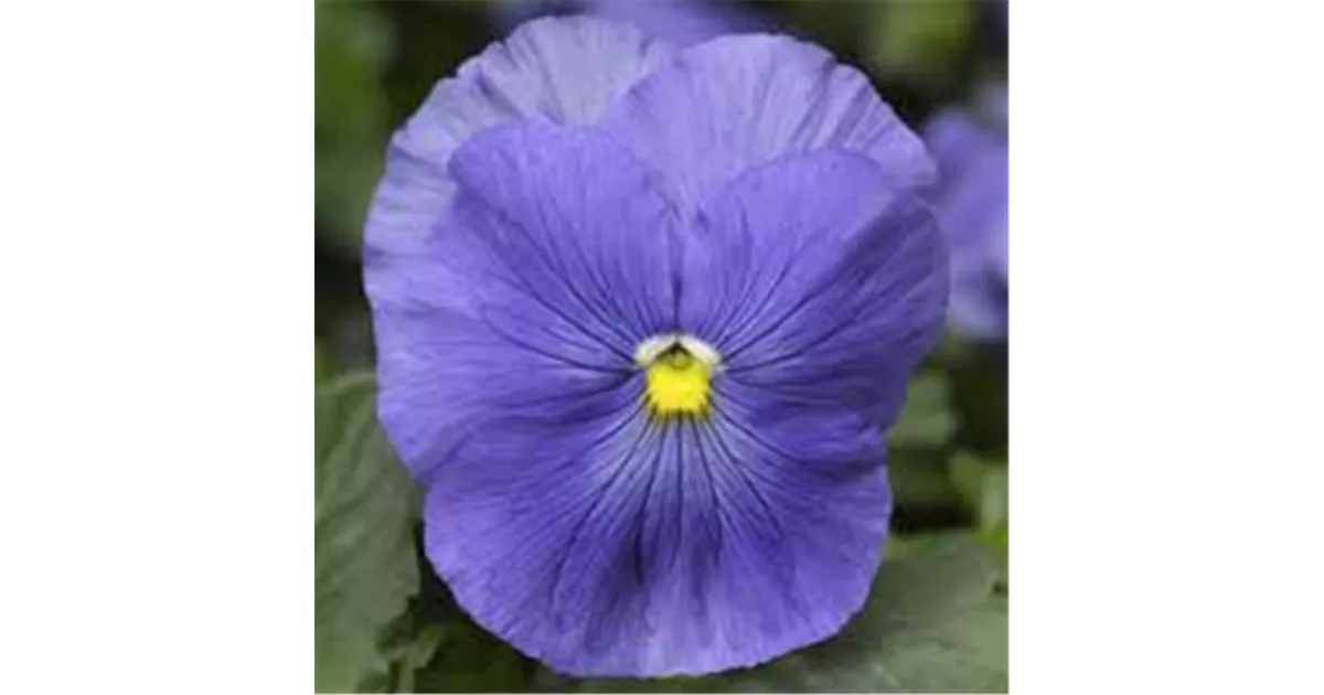 Viola x wittrockiana, "True Blue", Garten-Stiefmütterchen - Manufaktur ...