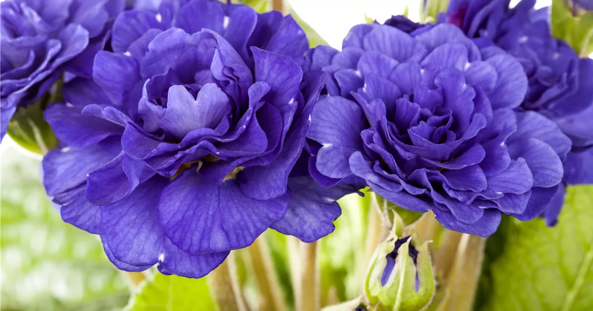 Primula vulgaris BELARINA 'Cobalt Blue', Kissen-Primel - Manufaktur für ...