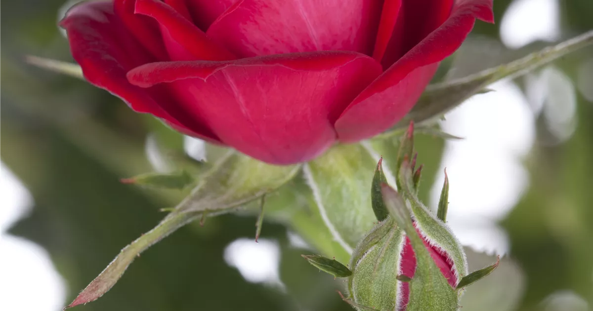 Rosa 'Isabel", Topfrose - Manufaktur für Grünes | Gärtnerei Dorn