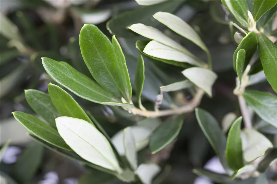 Olea Europaea Leaf Olea Europaea Olive