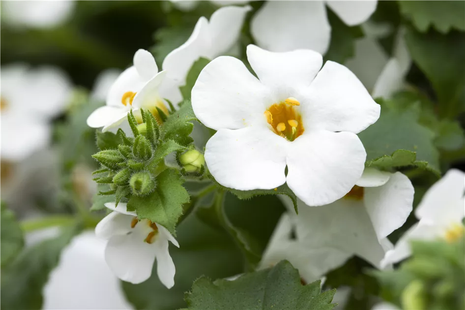 Scopia Logo The Scopia Effect | Official Trailer | Joanna Ignaczewska